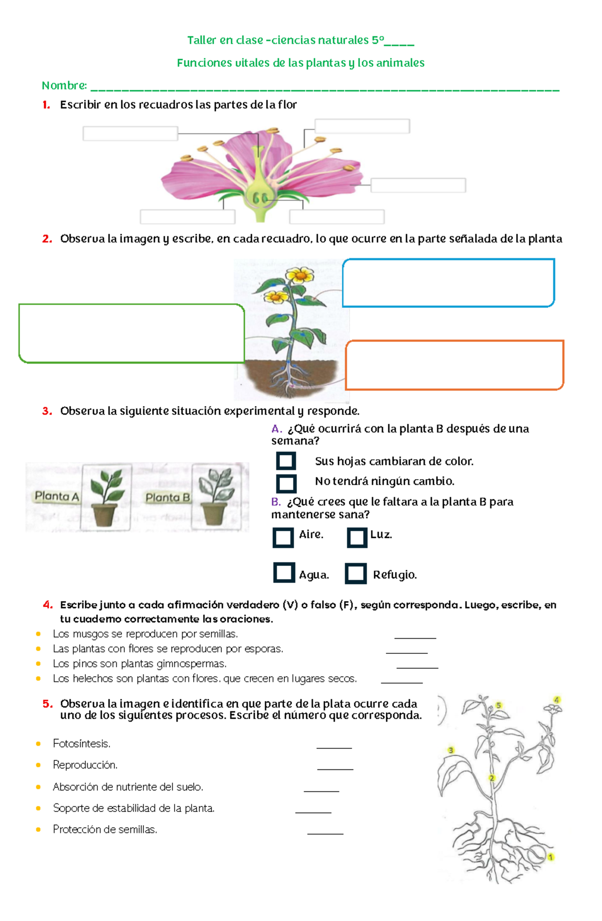 Taller en Clase: Funciones Vitales de Plantas y Animales 5 - Studocu