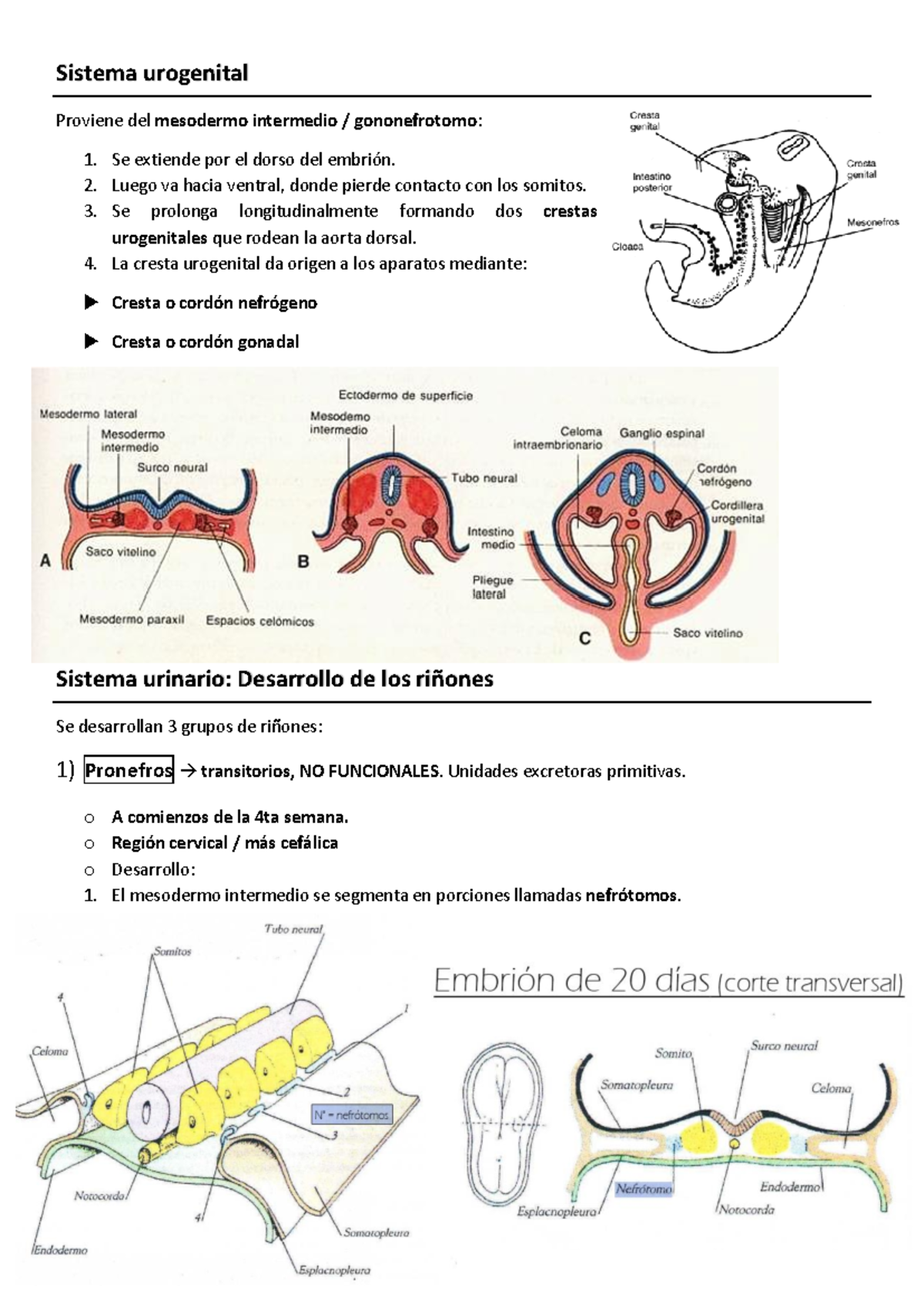Embriología - Sistema Urinario - Sistema urogenital Proviene del ...