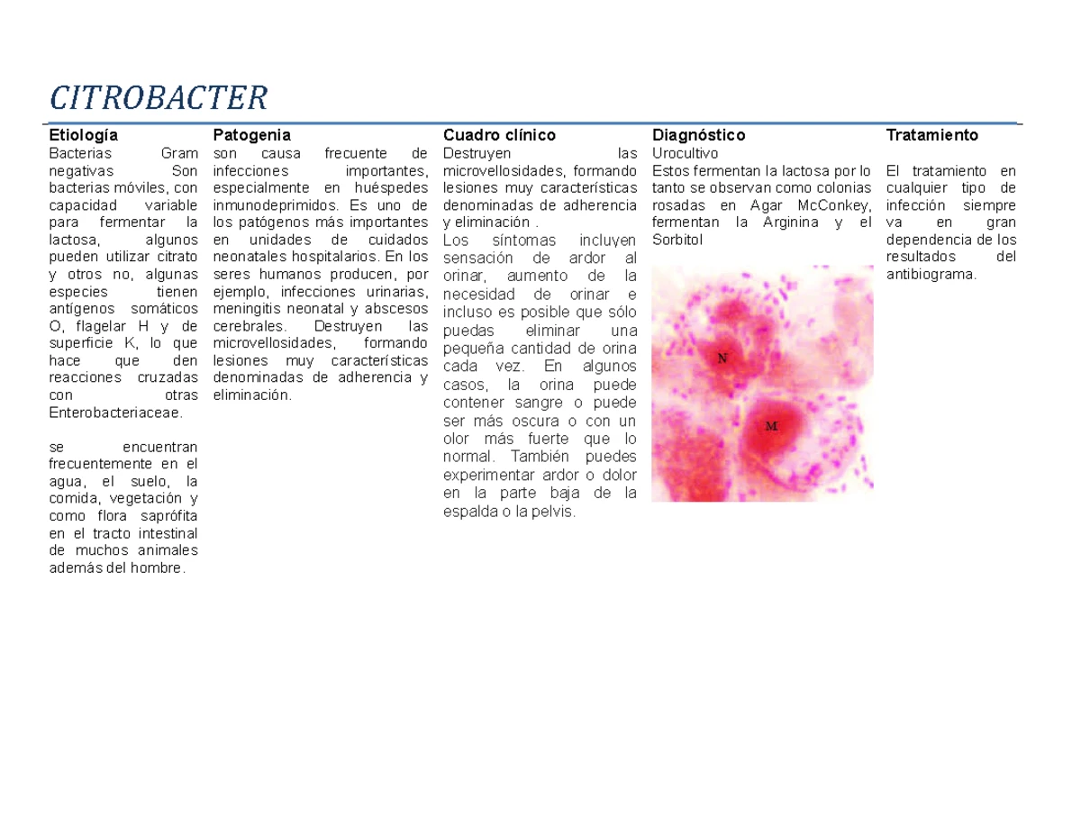Virus, bacterias, hongos y párasitos - Introducción. La Microbiología ...