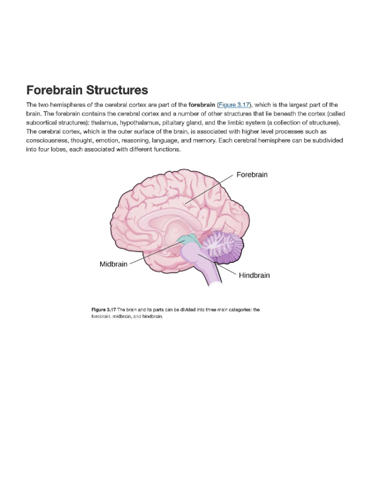 Forebrain Structures: Overview of Cerebral Cortex and Functions - Studocu