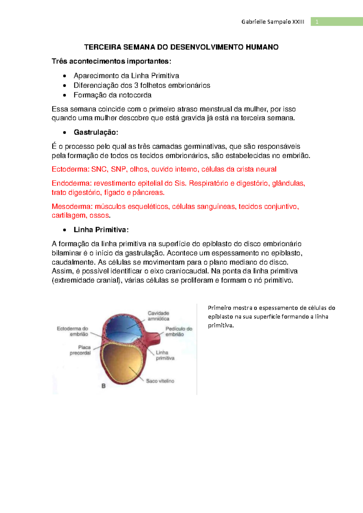 Terceira Semana- embriologia - TERCEIRA SEMANA DO DESENVOLVIMENTO ...