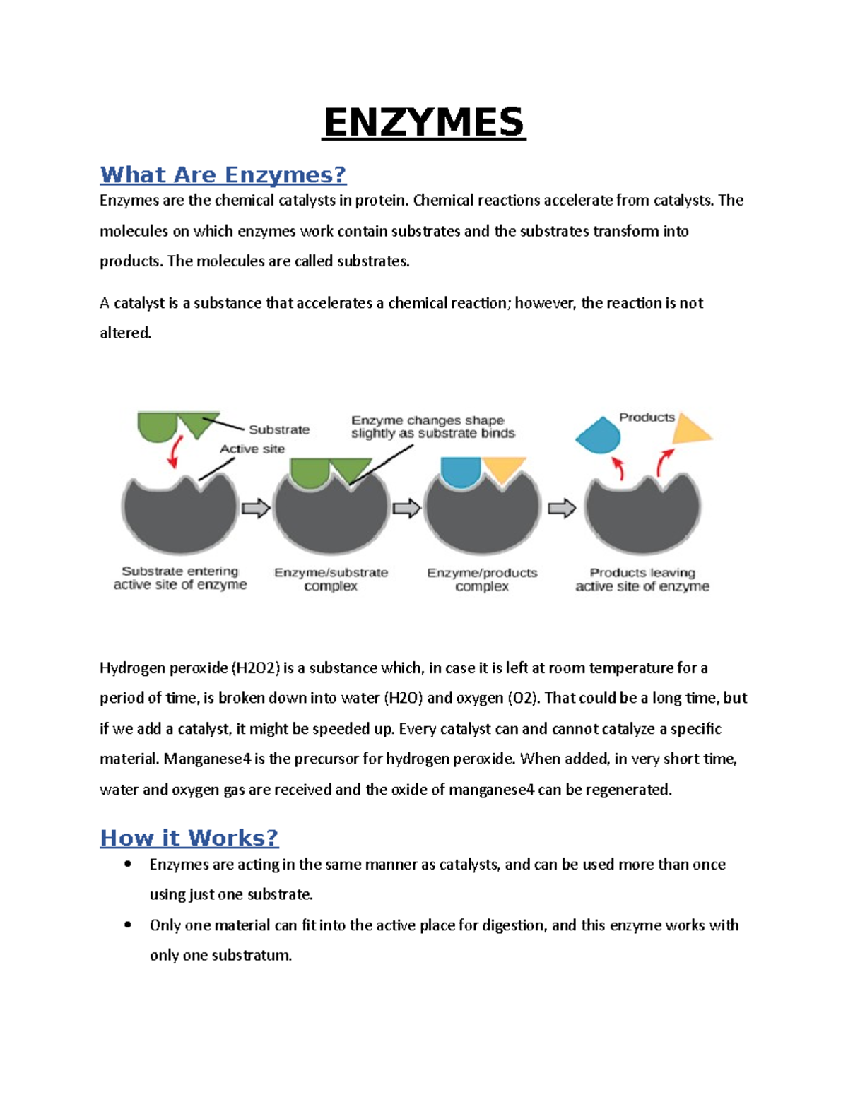 Enzymes - O Level Final Exam Notes on Catalysts and Activity - Studocu