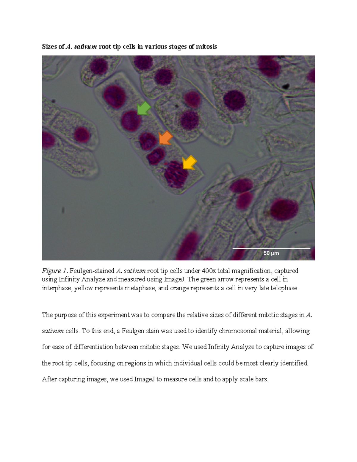 Stages of mitosis in garlic root tip cells - Sizes of A. sativum root ...