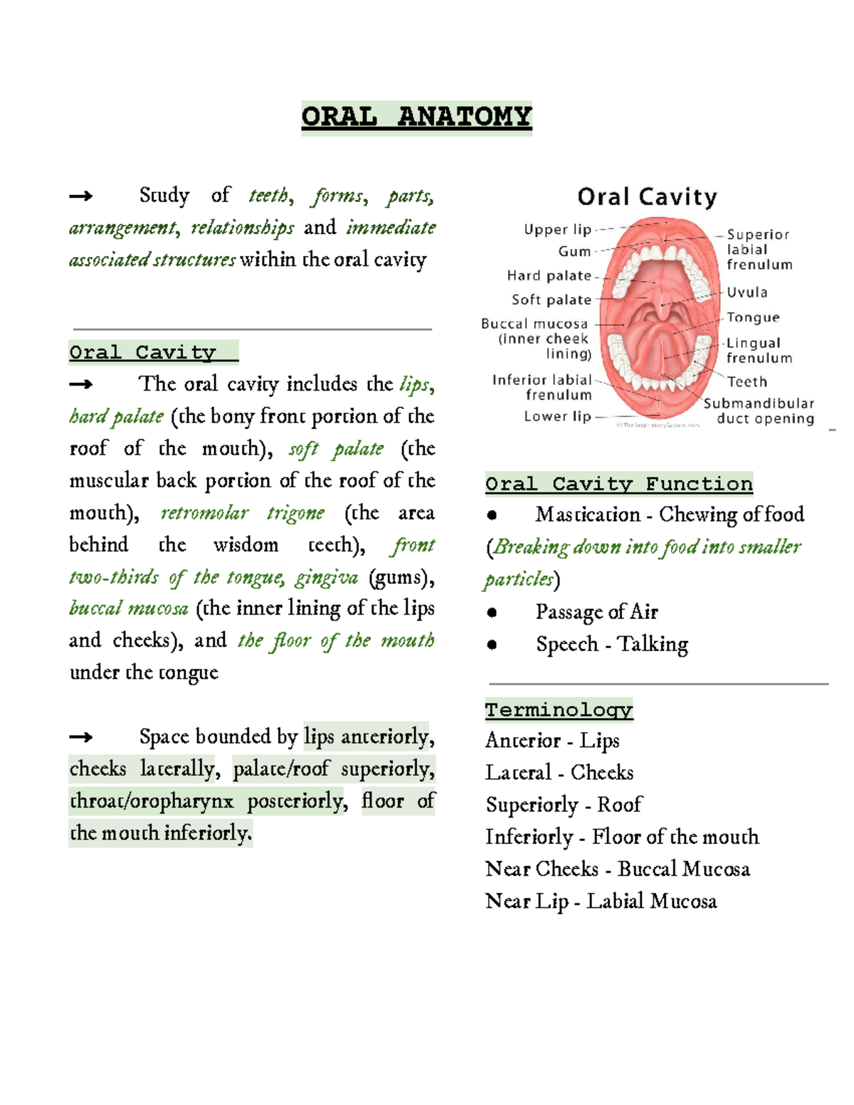ORAL Anatomy - Comprehensive Study Notes - Studocu
