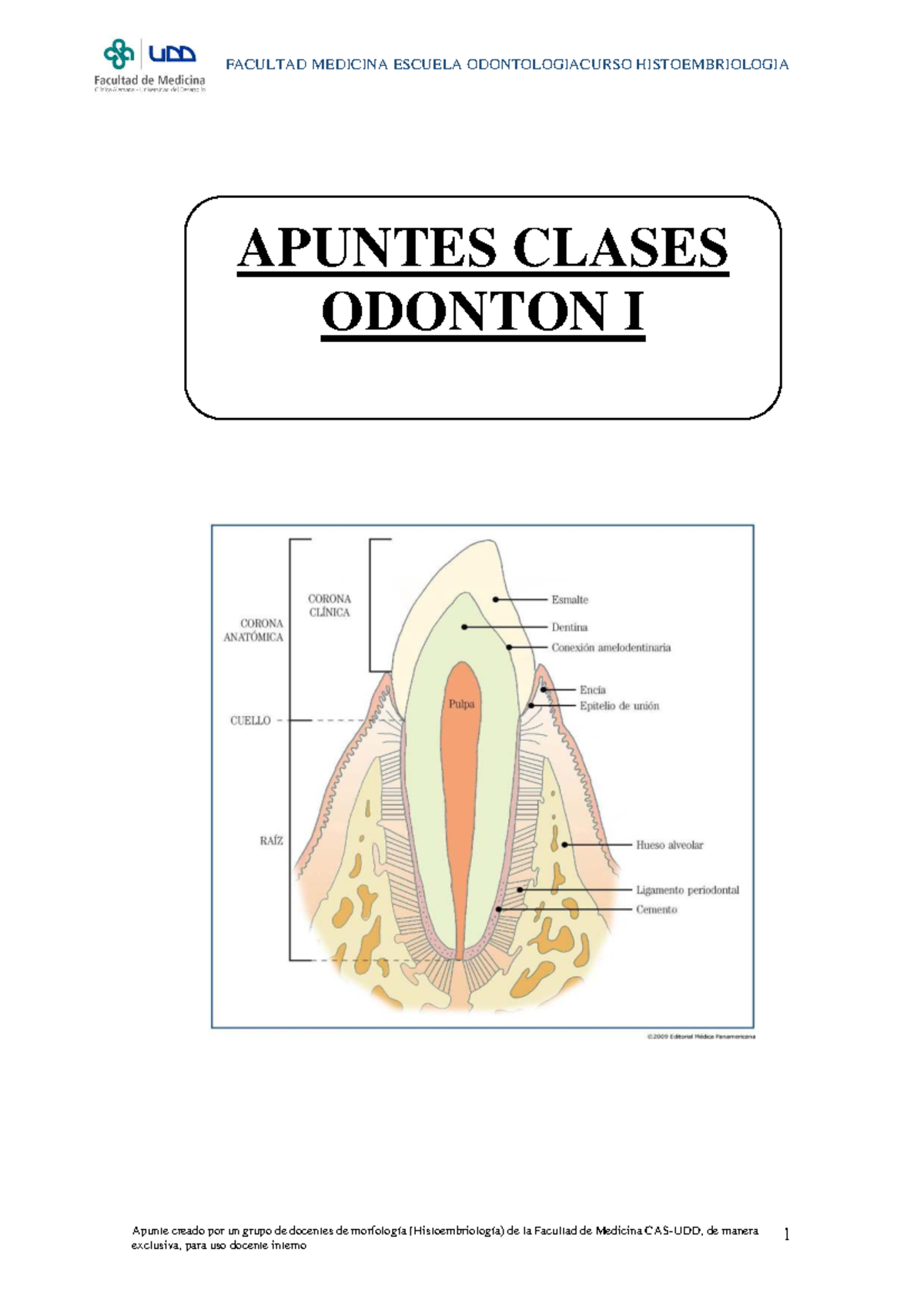 Apuntes de Odonton I: Morfología y Estructura Dentaria - CAS-UDD - Studocu