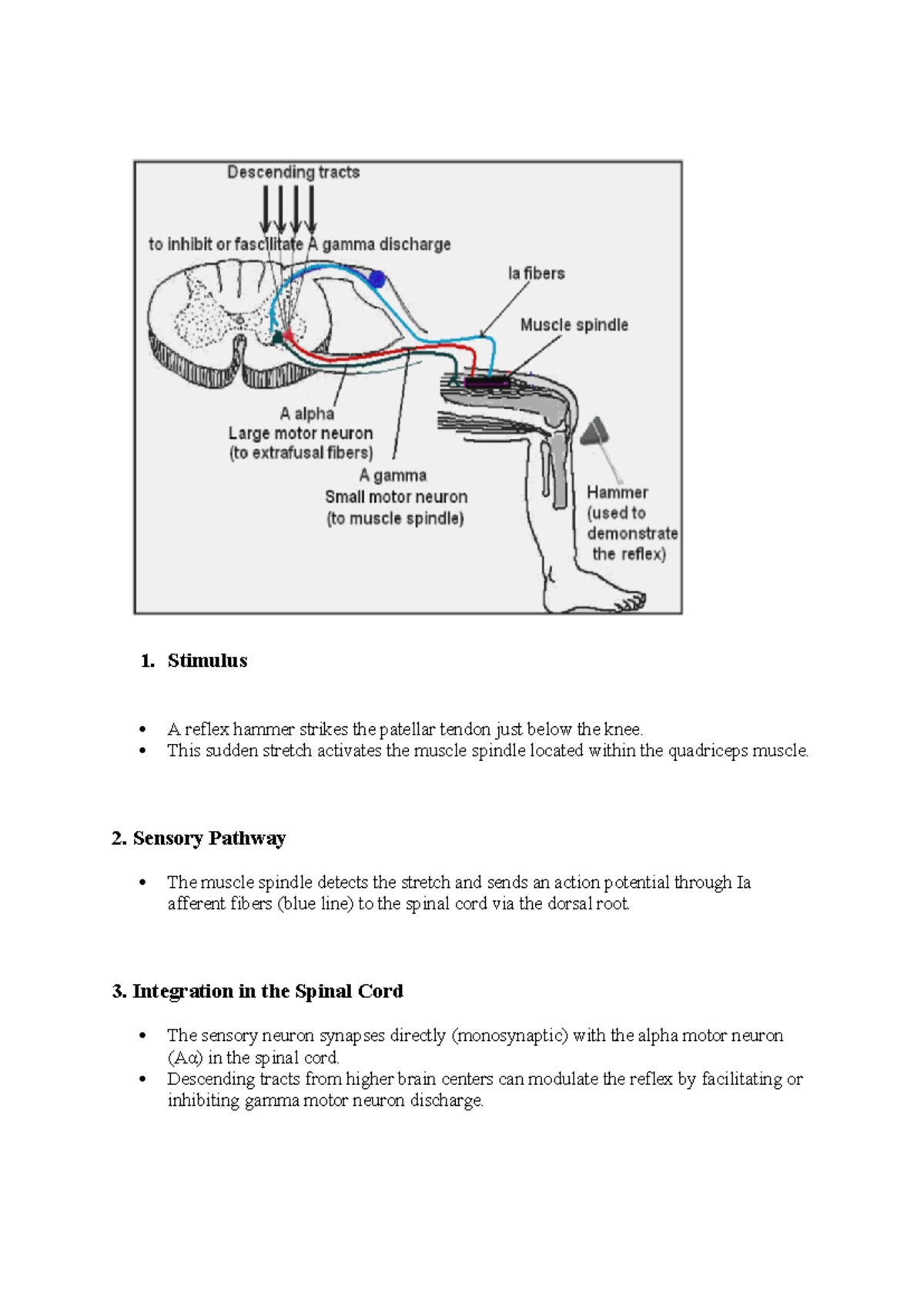 Reflex Arc Mechanism: Patellar Tendon Response Notes - Studocu