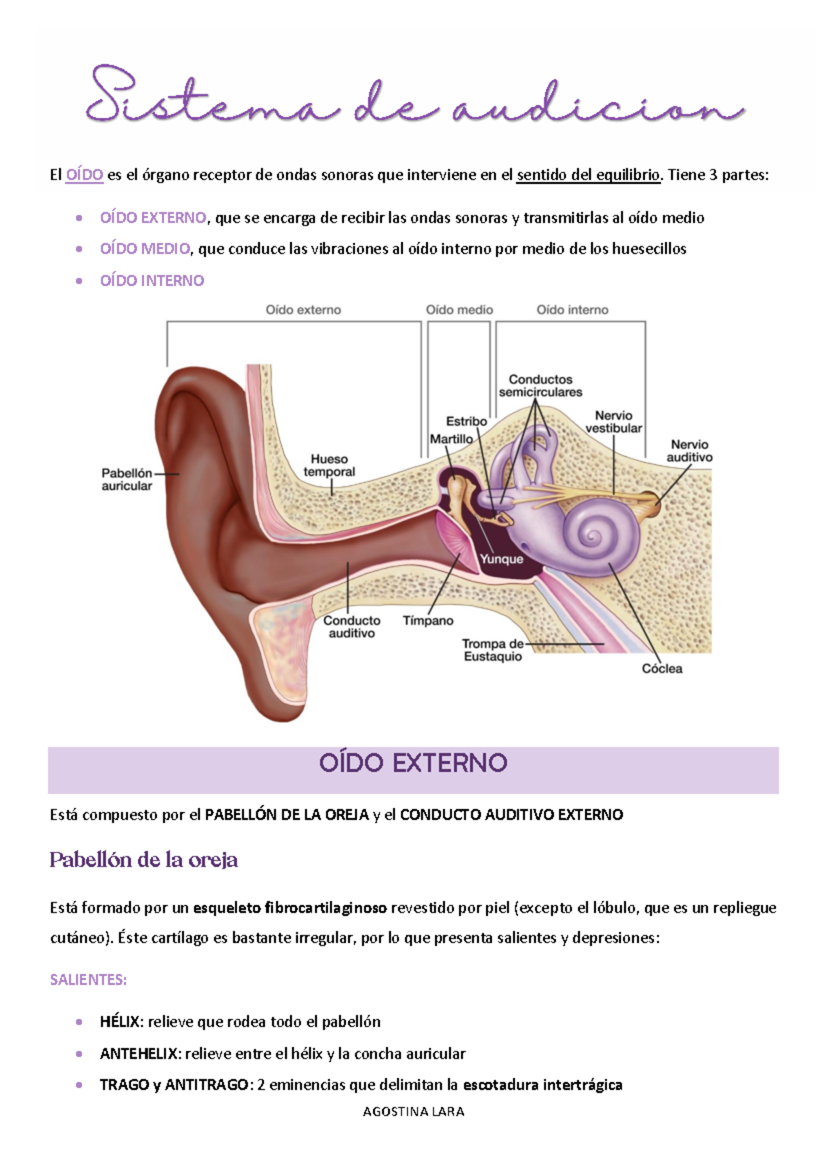 Sistema de Audición: Anatomía del Oído (Curso de Anatomía) - Studocu