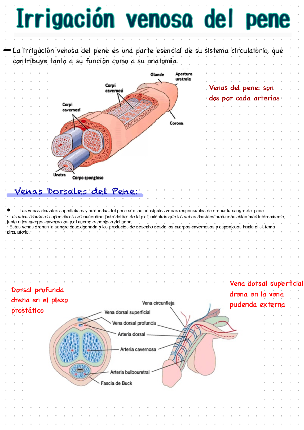 Anatomía Vascular Del Pene
