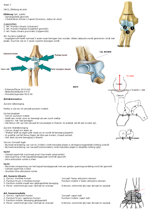 Samenvatting algemene anatomie: pols en hand - Botstructren van de pols ...
