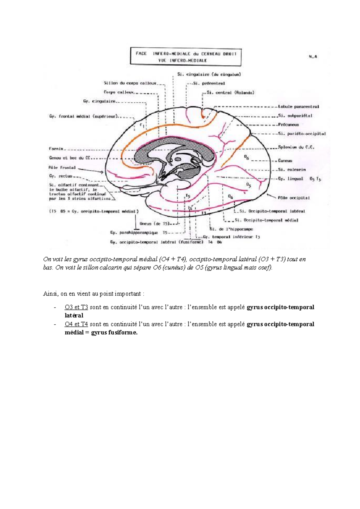 Cerveau Partie 5: Gyrus Occipito-Temporal et Structure Cérébrale - Studocu