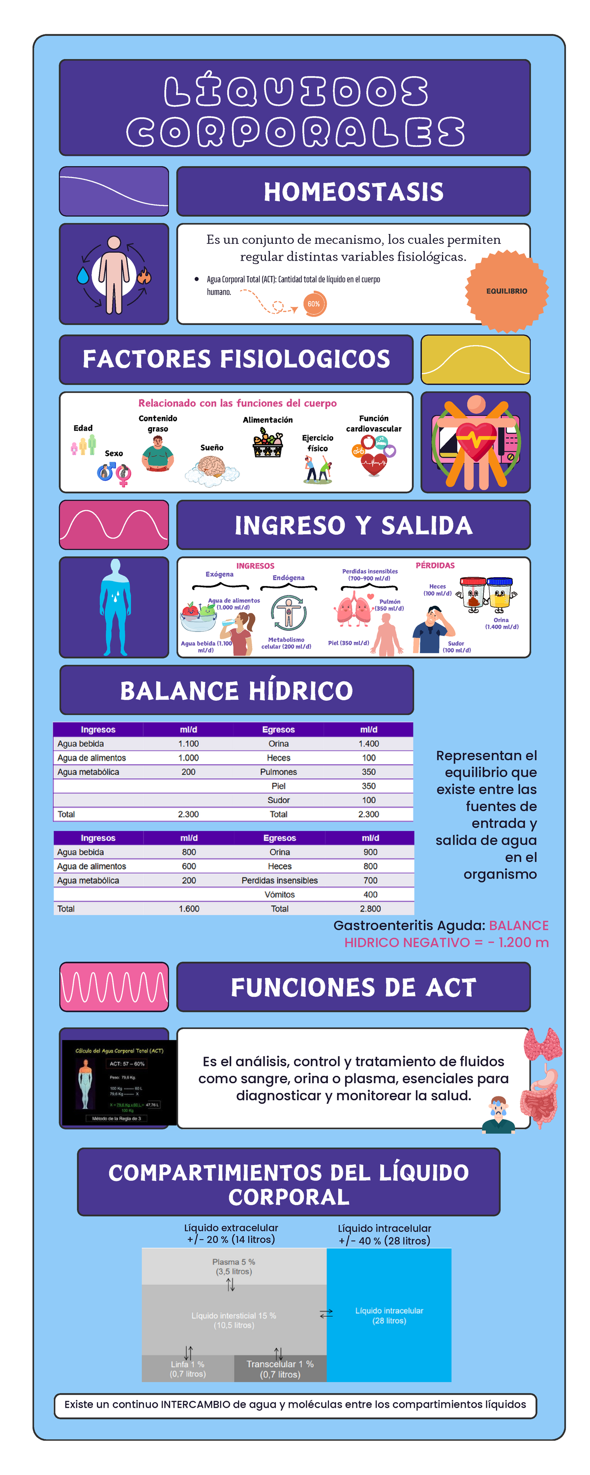 Líquidos corporales - Infografía - Existe un continuo INTERCAMBIO de agua y moléculas entre los ...