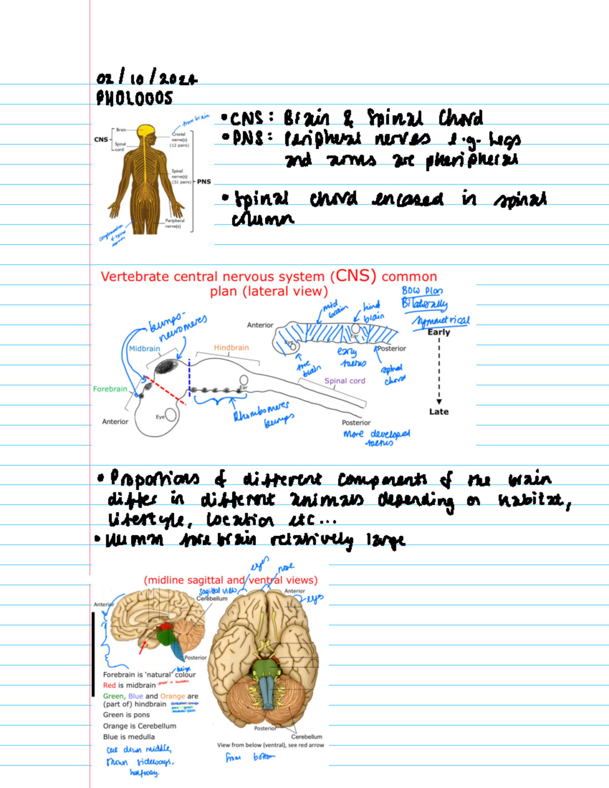 PHOL0005 Notes - 02 10 PHO 0005 CNS Brain Spinal Chord PNS peripheral ...
