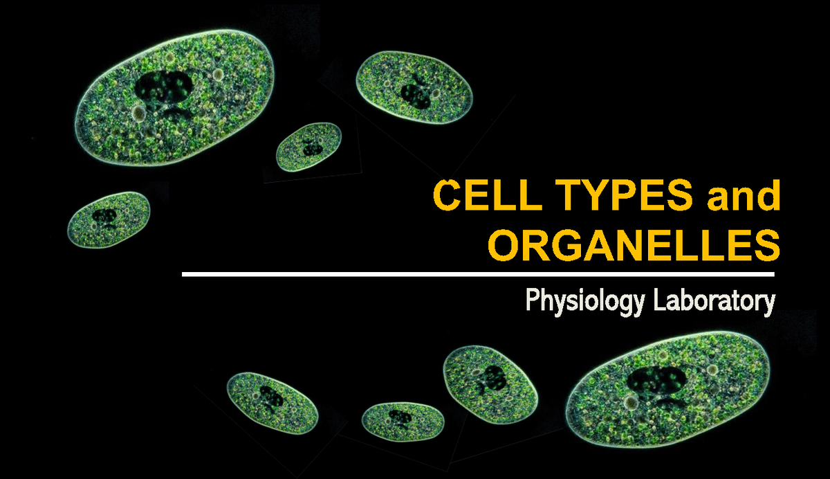 Cell Types and Organelles: Prokaryotes vs. Eukaryotes in Physiology Lab ...