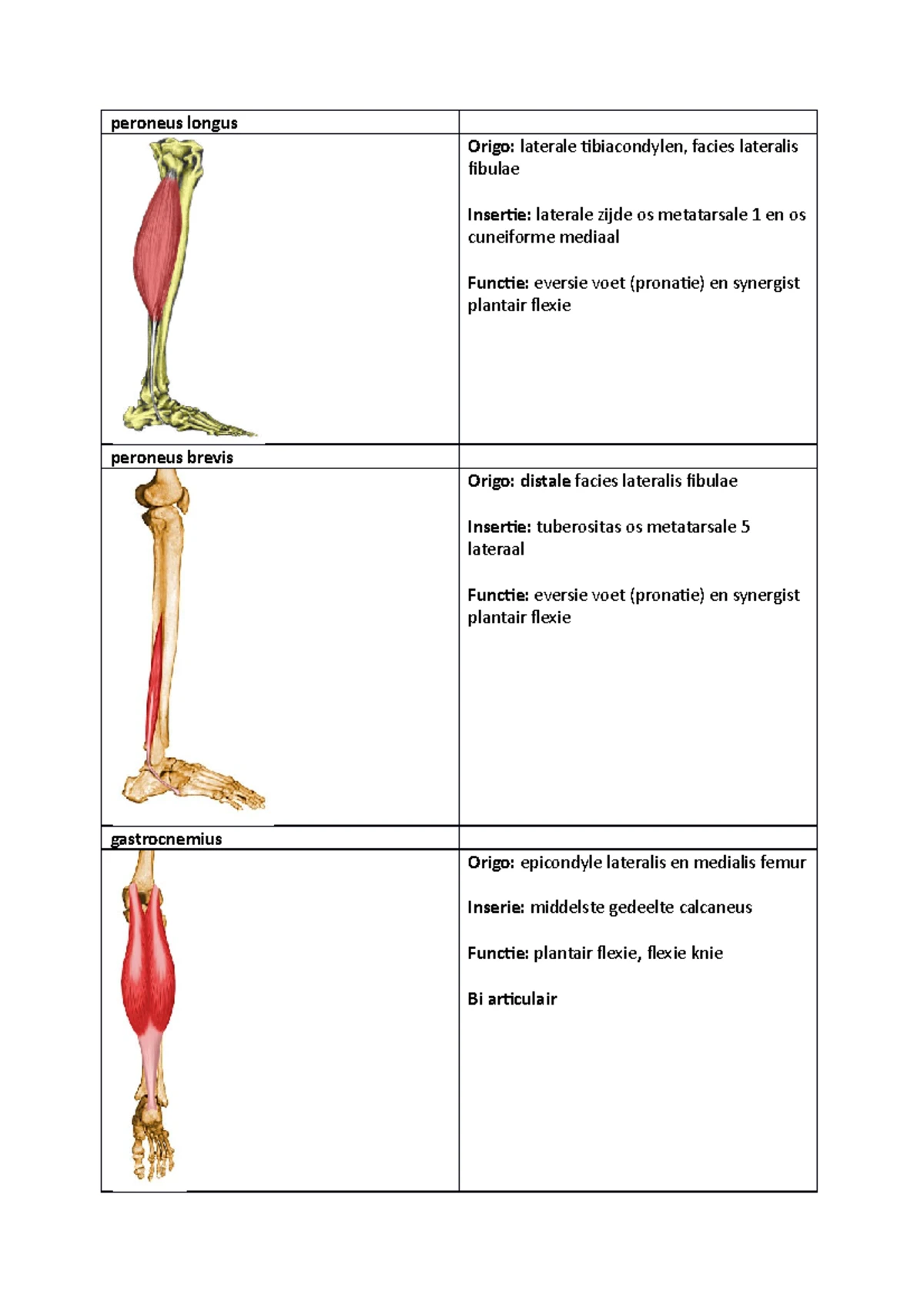 KNGF-richtlijn Nekpijn: Praktische Aanpak en Behandeladvies - Studeersnel