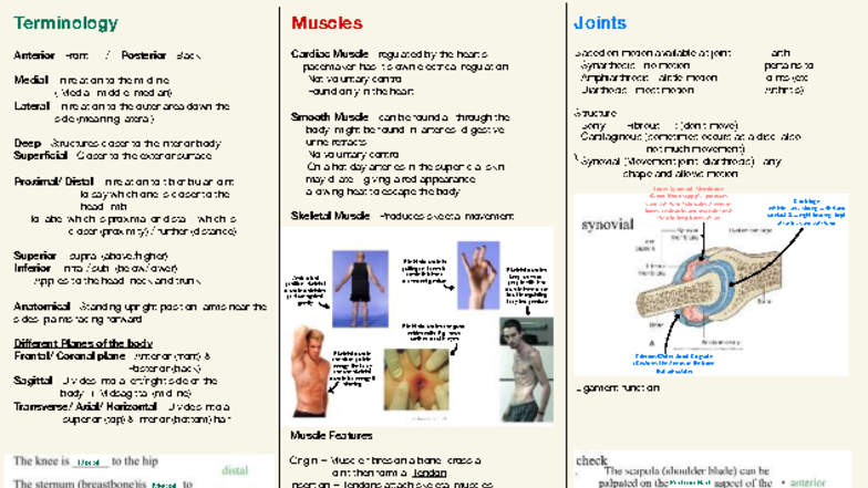 A1 - Bones, Muscles, Joints, NS - Terminology Anterior - Front ...