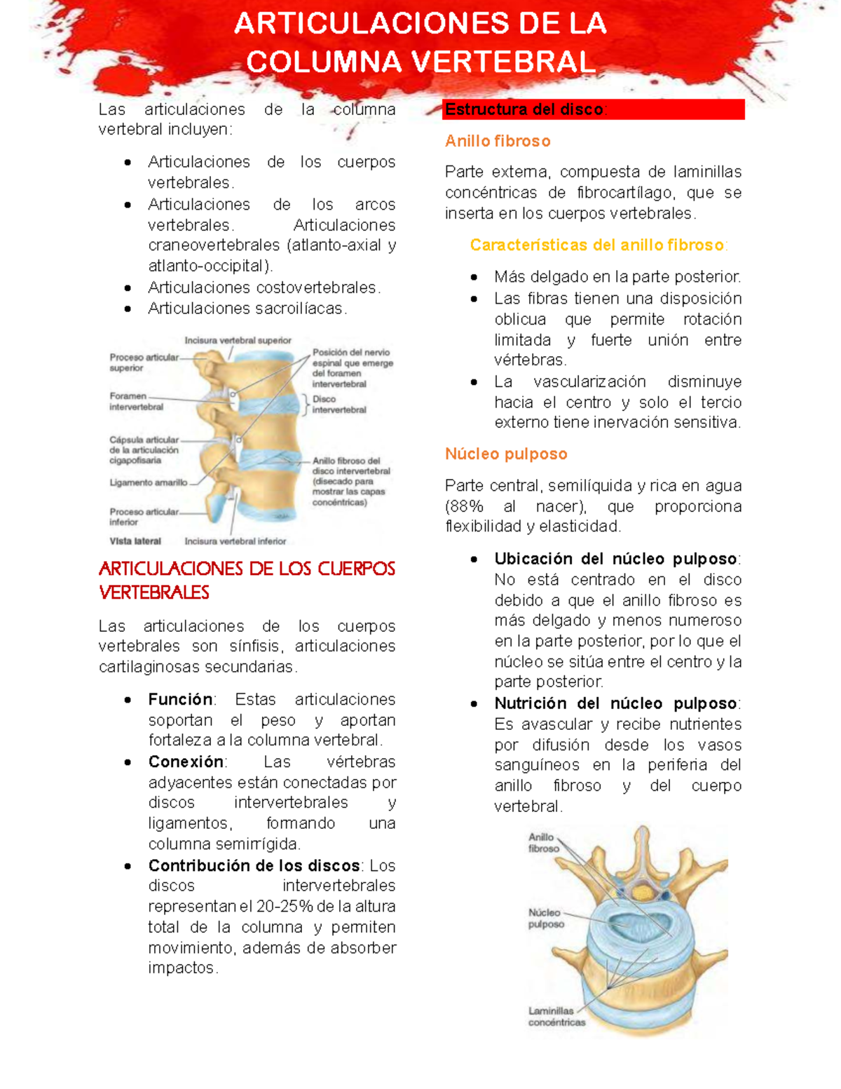 ARTICULACIONES DE LA COLUMNA VERTEBRAL: Estructura y Función - Studocu