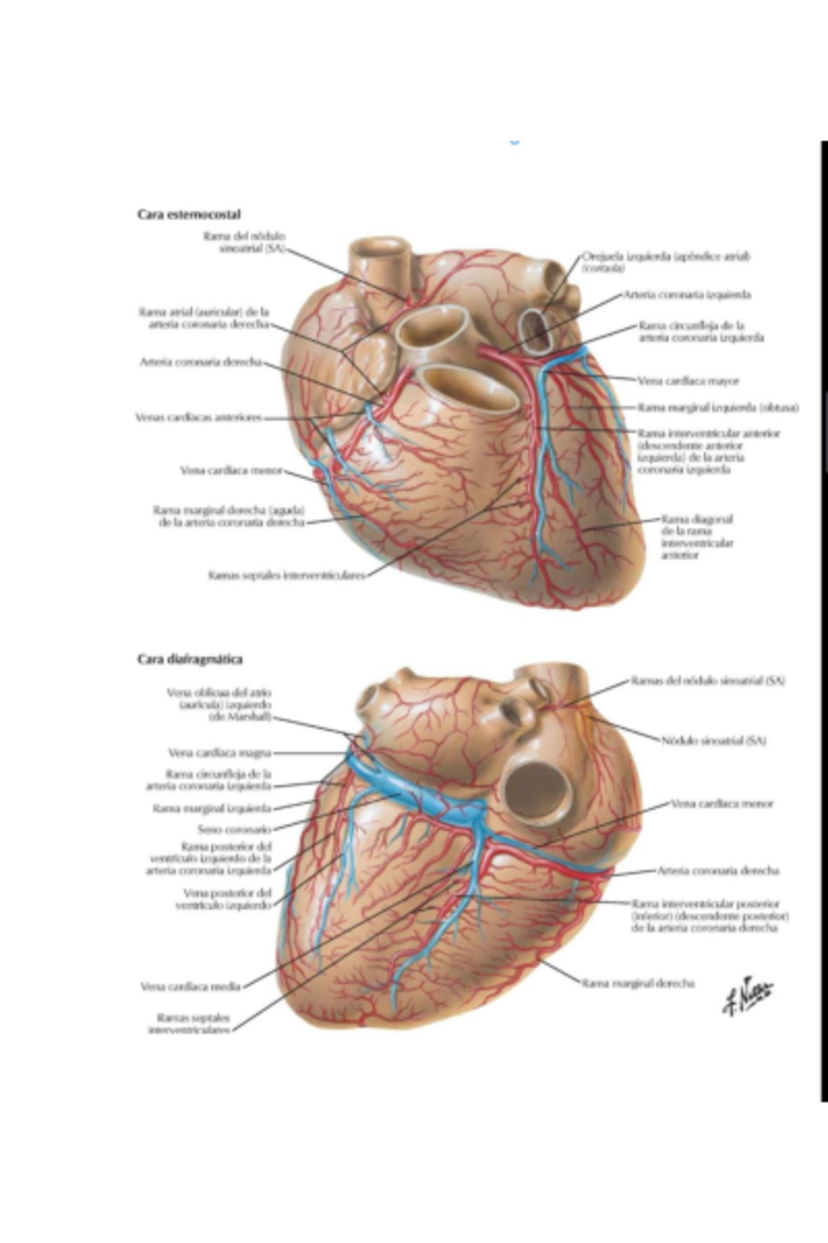 Anatomía Cardiaca: Estructuras Vasculares y Nódulo SA - Studocu