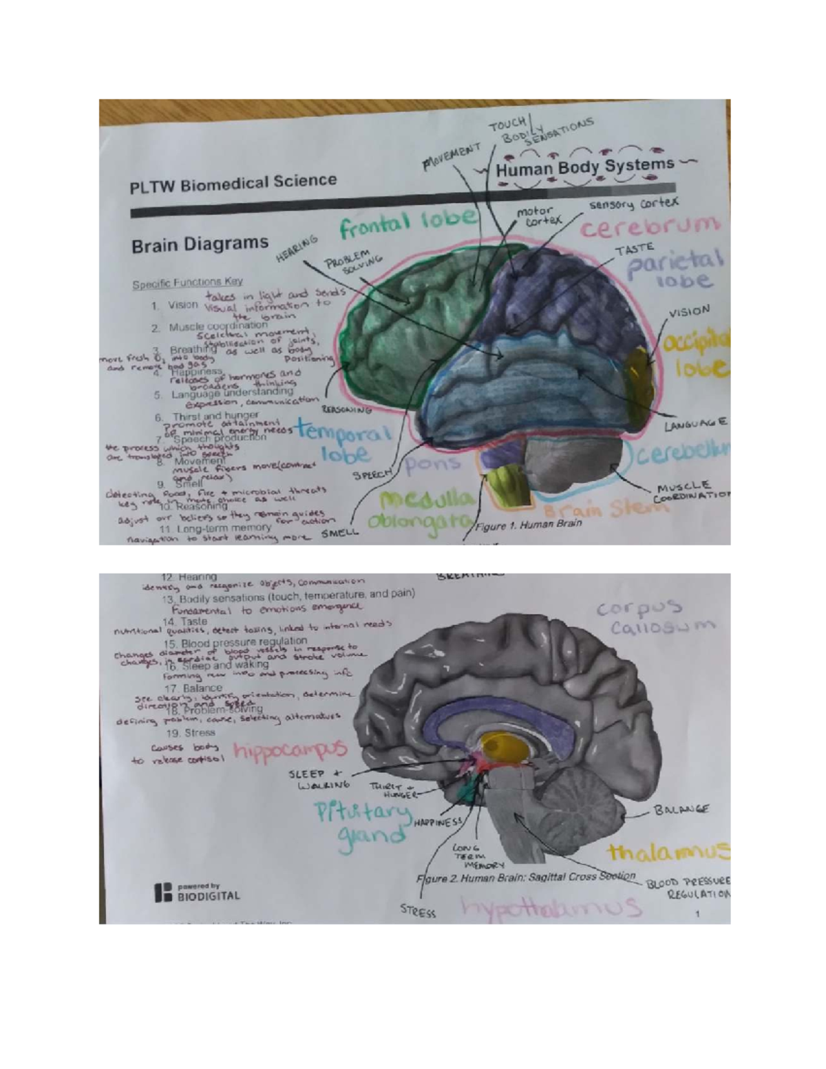 HBS Final Exam Notes: Human Body Systems & Brain Functions - Studocu