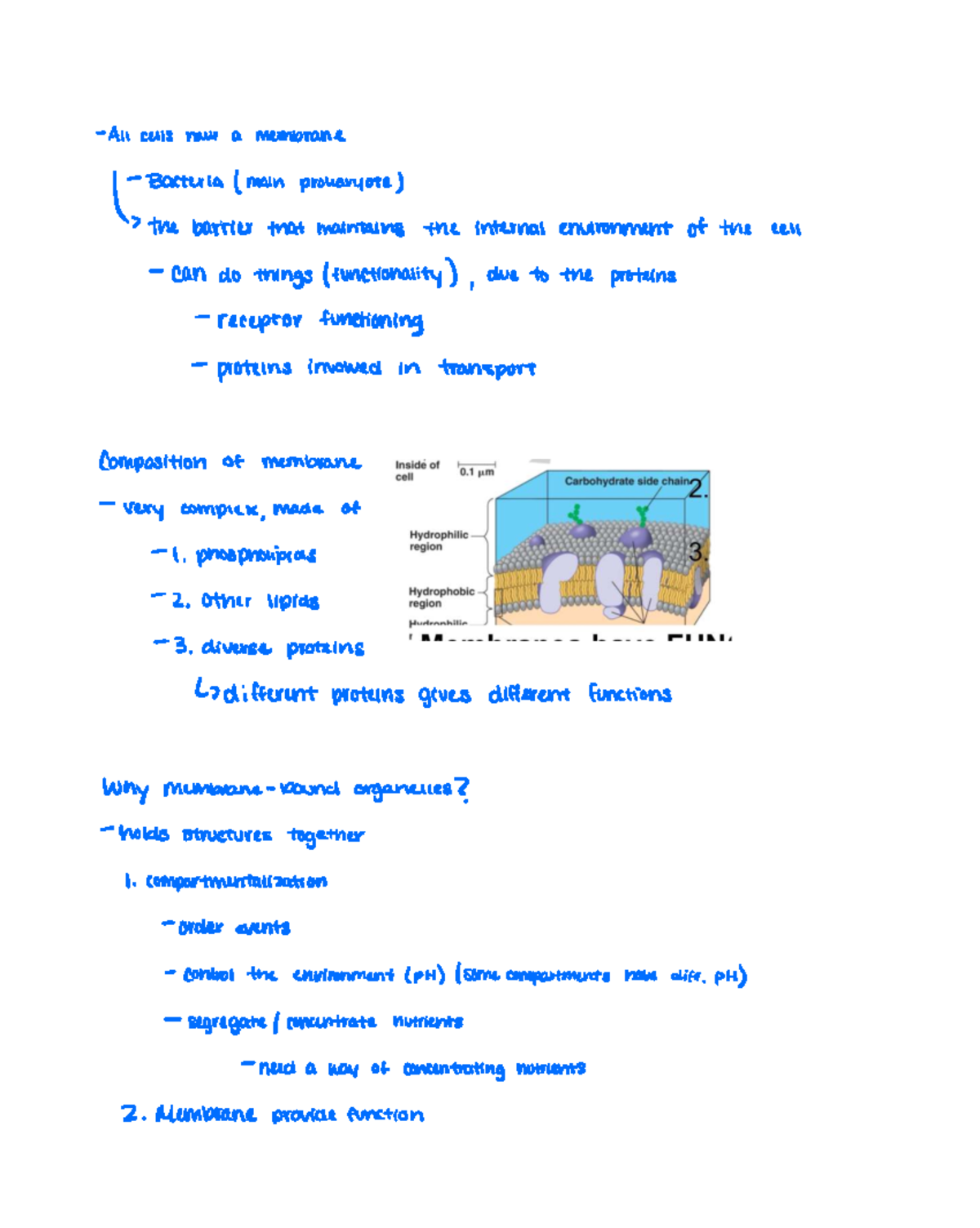 Understanding the Cell's Endomembrane System and Organelles Functions (BIOL 101) - Studocu