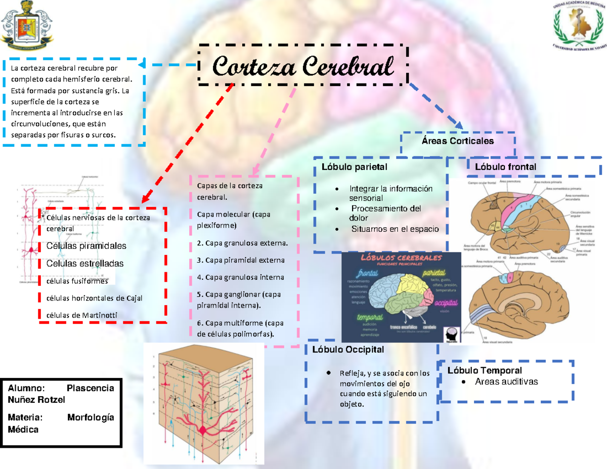 Mapa Conceptual Corteza - Corteza Cerebral Áreas Corticales Lóbulo ...