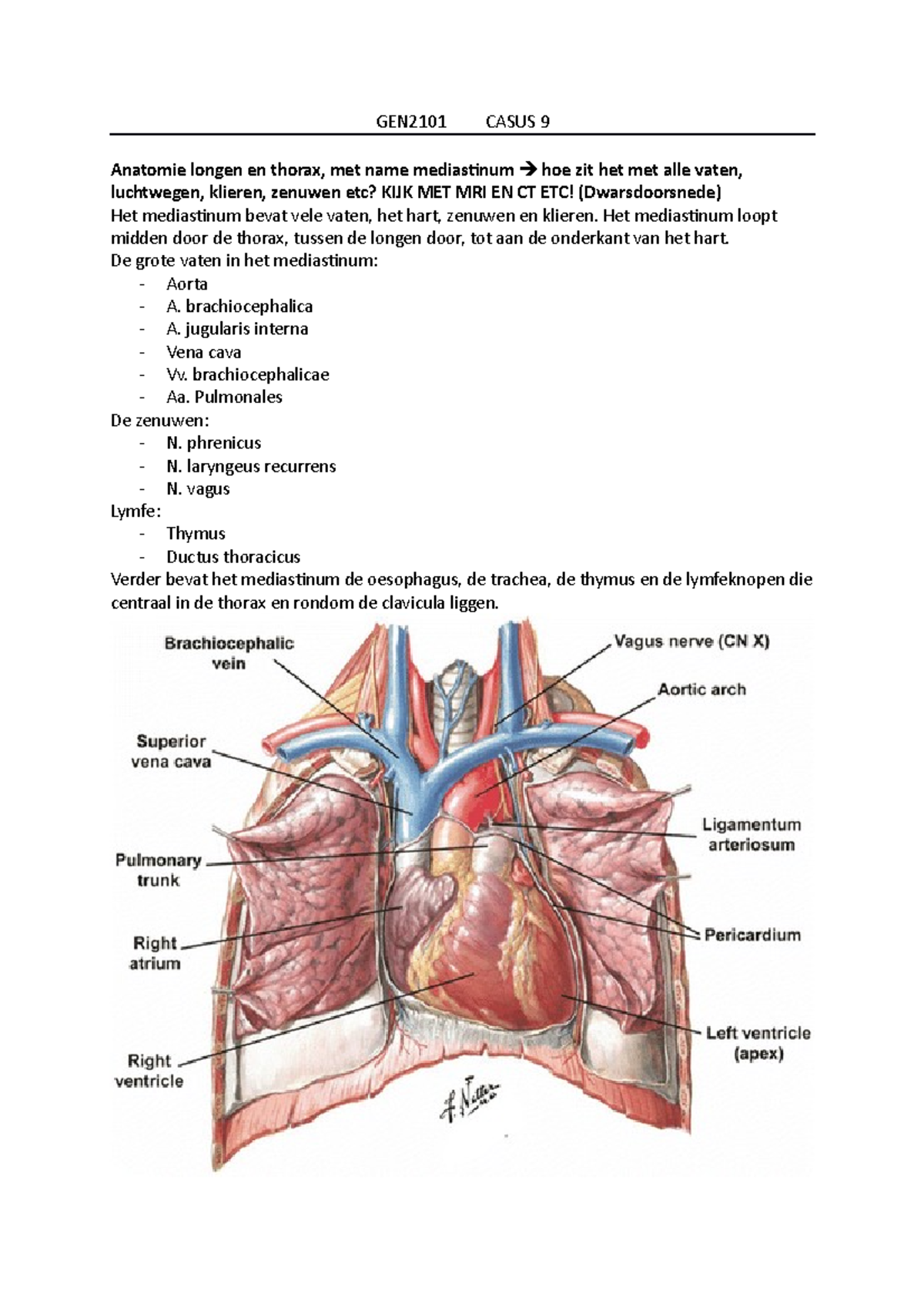 GEN2101 - Casus 9: Anatomie van Longen en Thorax met Mediatinum Analyse ...