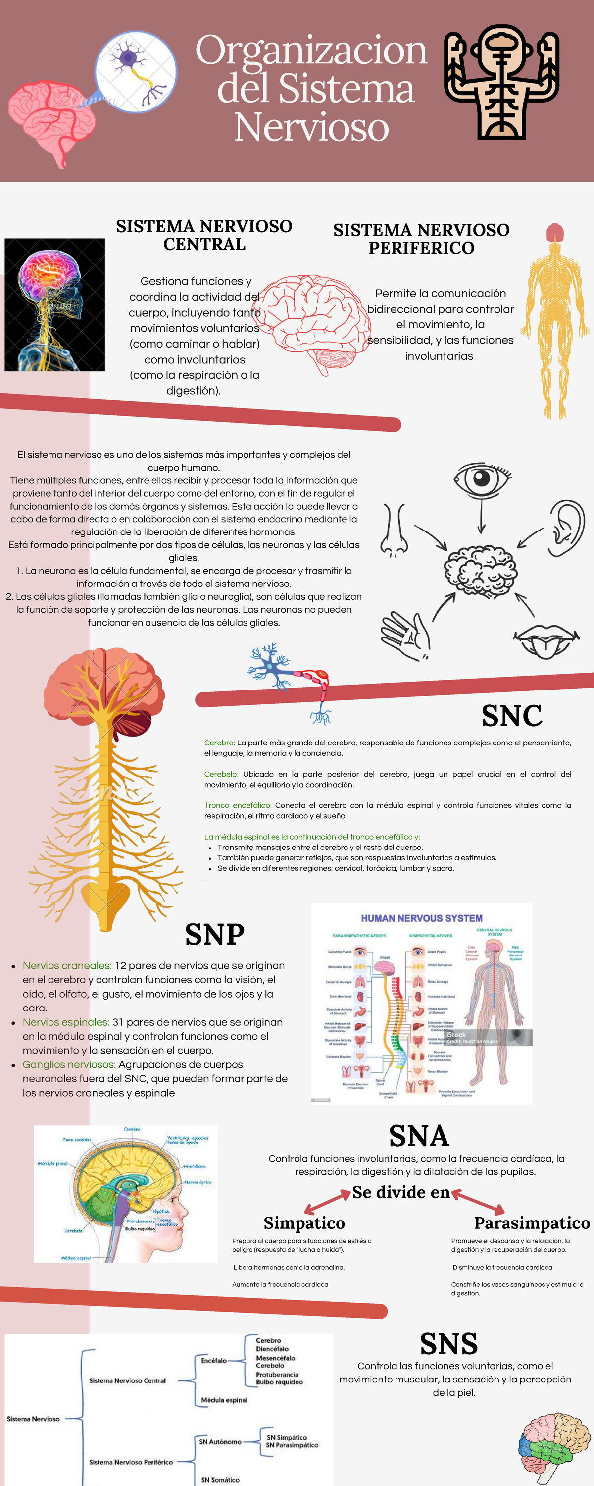 Organización del Sistema Nervioso: SNC y SNP - Funciones y Estructura ...