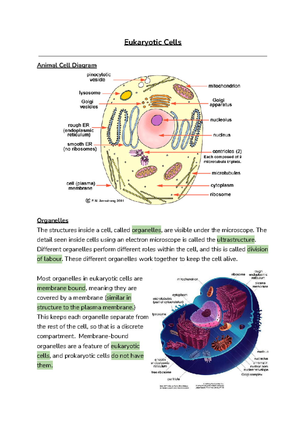 AQA A-Level Biology - Understanding Eukaryotic Cell Structures - Studocu