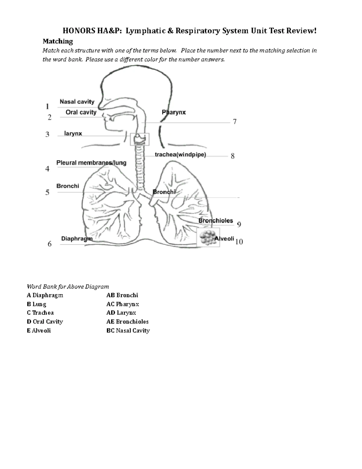 H&P LS & RS Study Guide - HHA&P: Lymphatic & Respiratory System Study ...