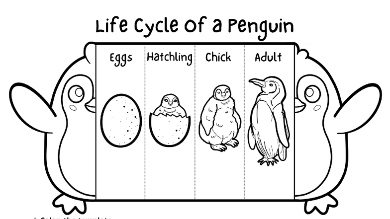 Penguin Life Cycle: Eggs to Adult Stages (2023) - Studocu