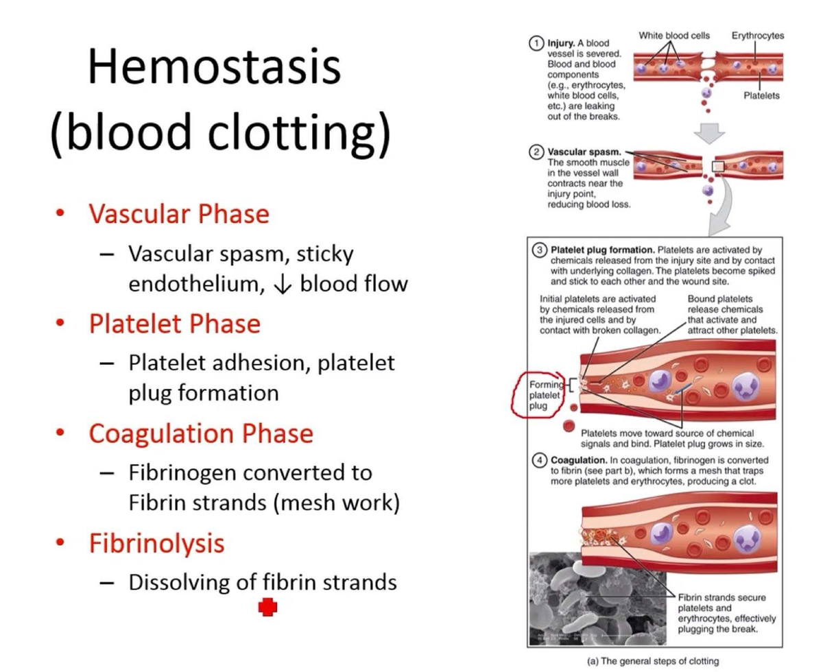 Blood Clotting Process: Hemostasis and Cellular Involvement - Studocu