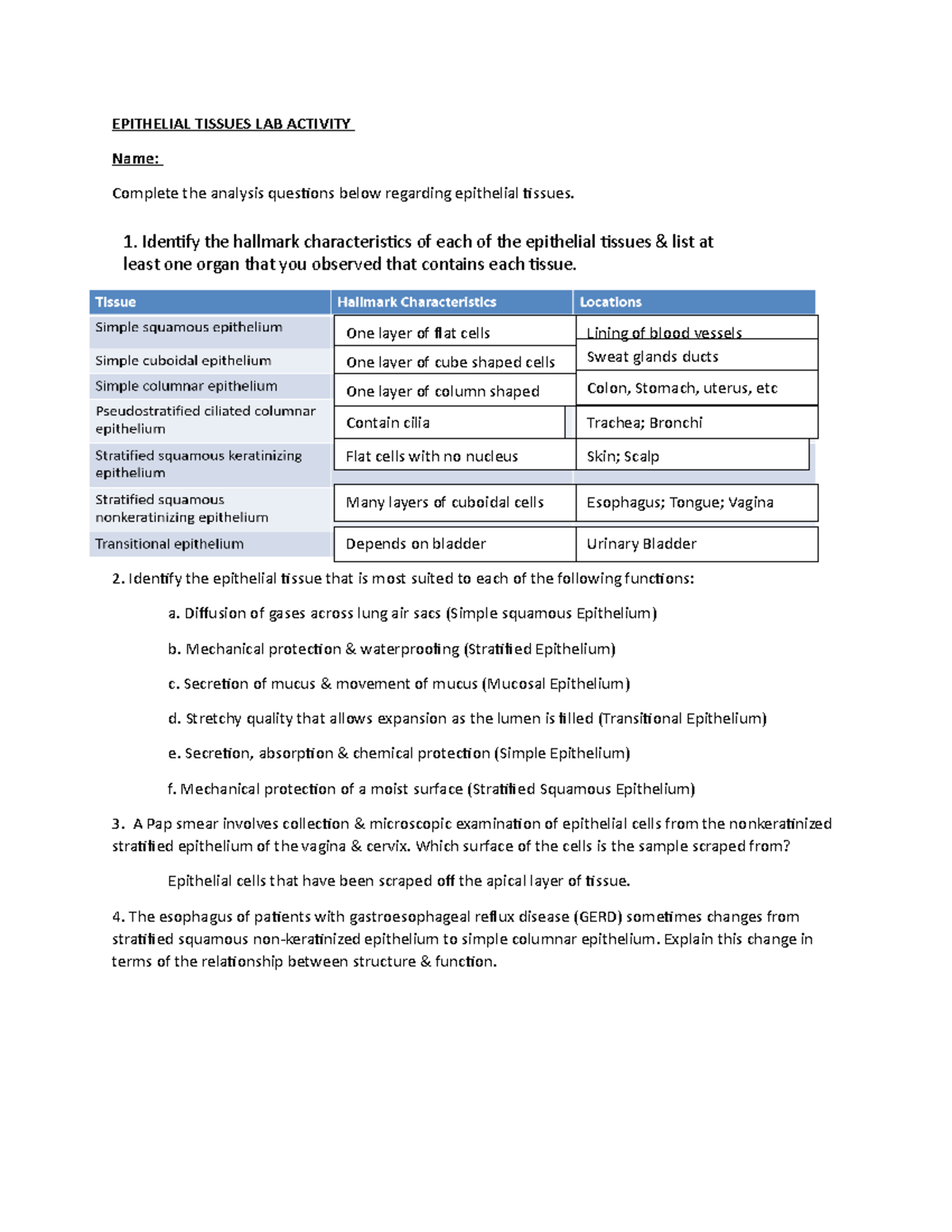 Epithelial Tissues Lab Activity: Functions and Characteristics Analysis ...