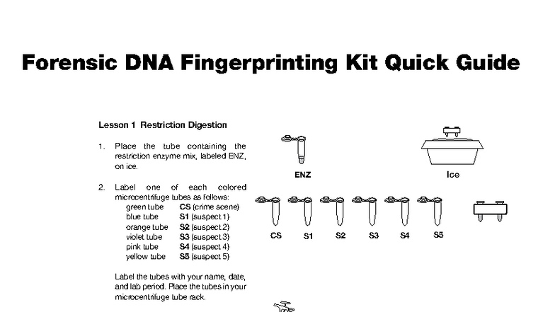 Forensic DNA Fingerprinting Kit: Lesson 1 - Restriction Digestion Guide ...