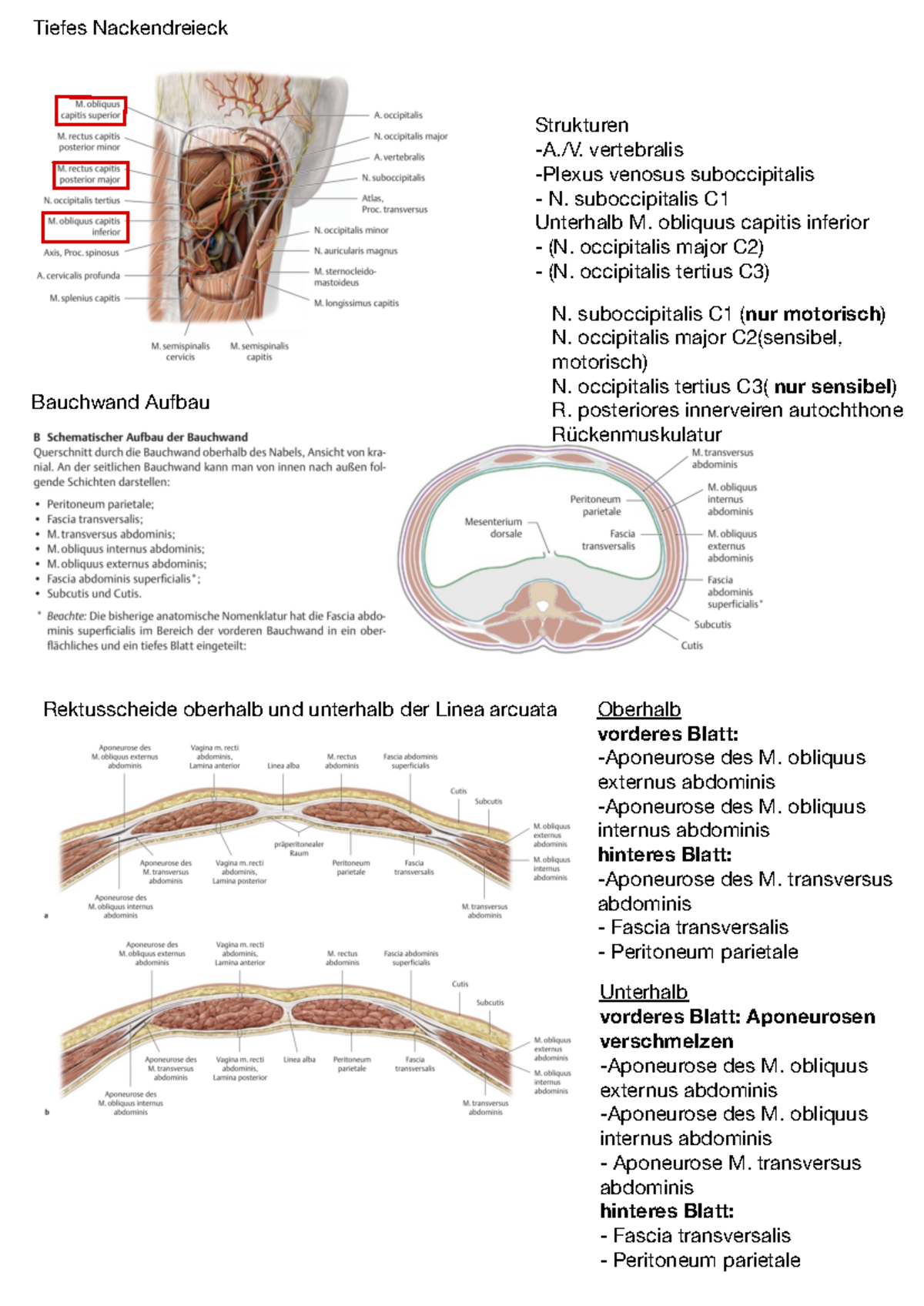 Anatomie Übersicht: Tiefes Nackendreieck und Bauchwand[3836] - Studocu