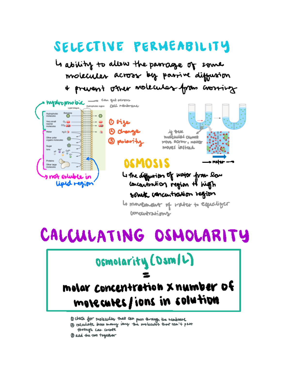 Osmosis and Calculating Osmosity [video] - SELECTIVE PERMEABILITY ...