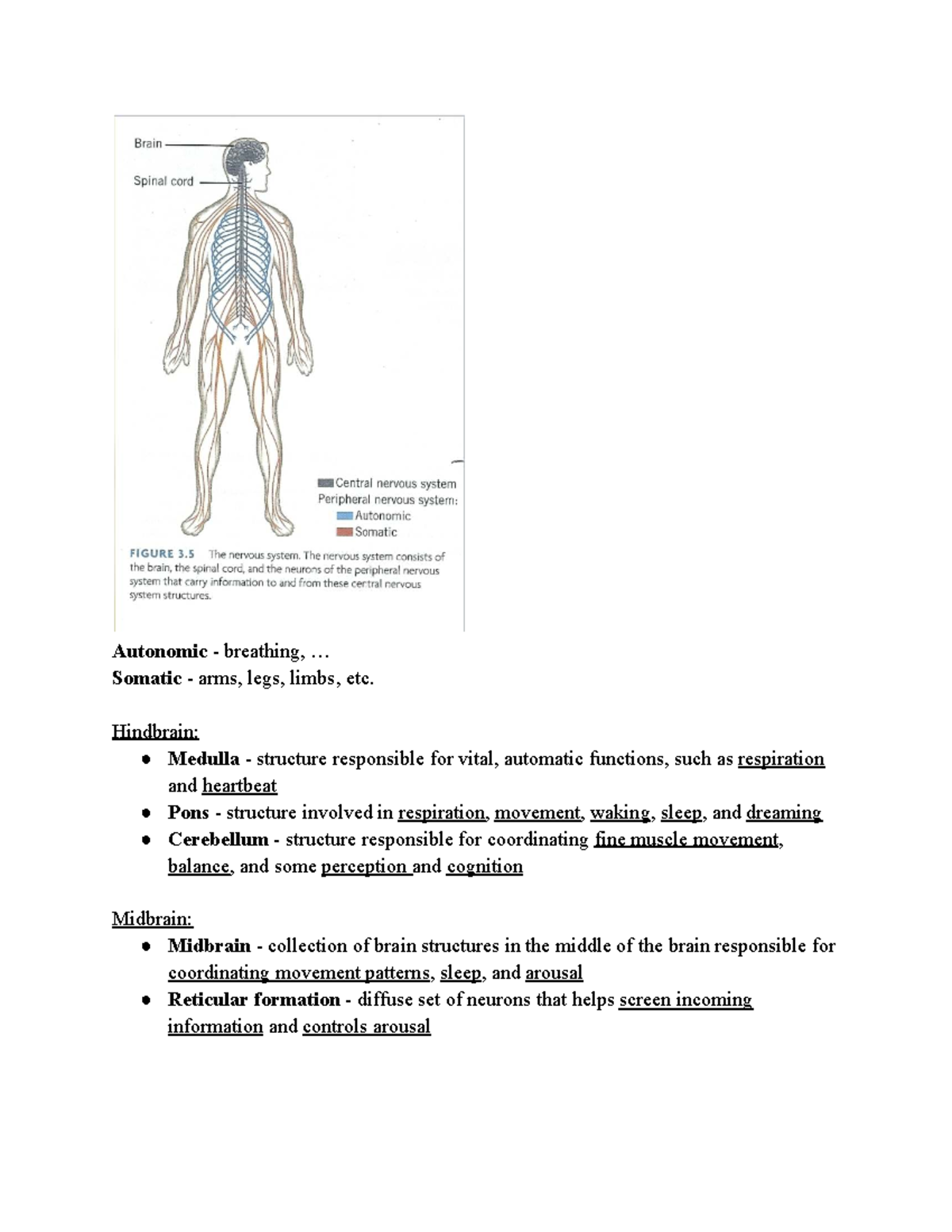 Neuroscience Notes: Key Concepts & Structures (PSY 101) - Studocu