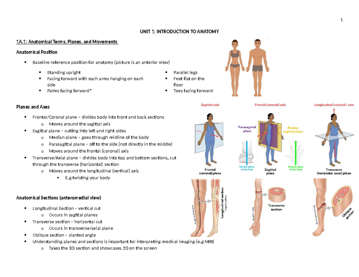 Unit 1 - Anatomy Basics: Terms, Planes, and Movements Notes - Studocu