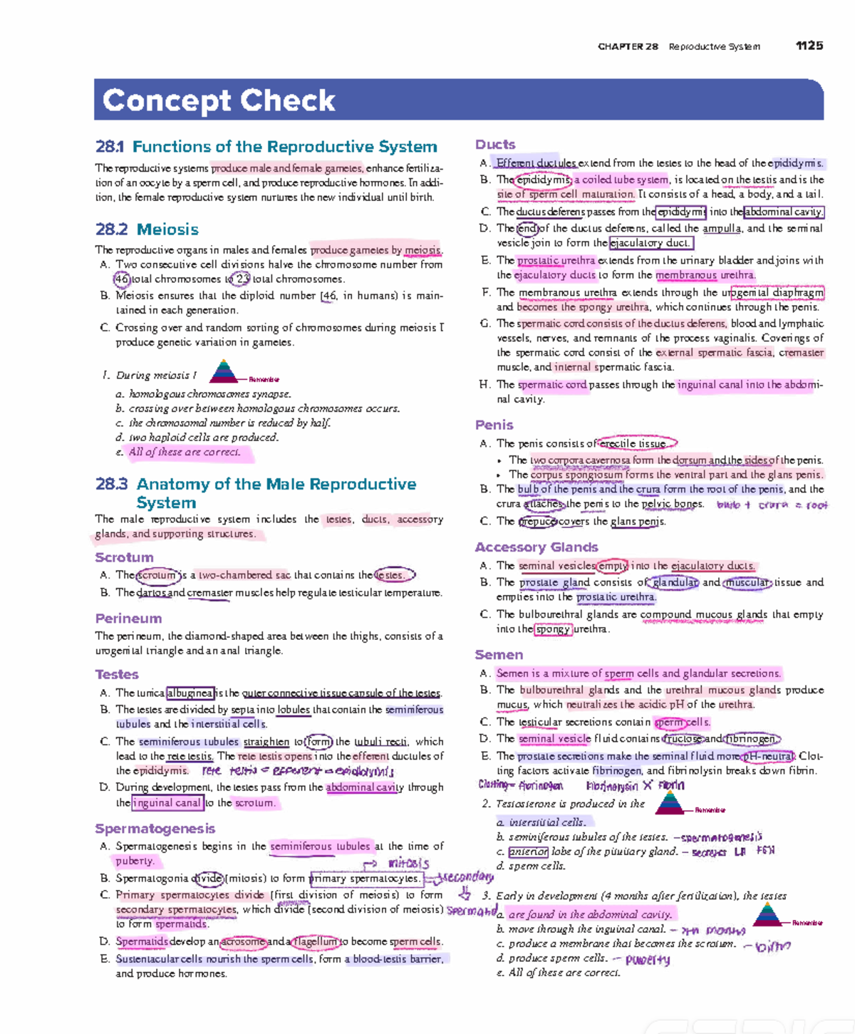 CHAPTER 28: Reproductive System Overview and Key Concepts - Studocu