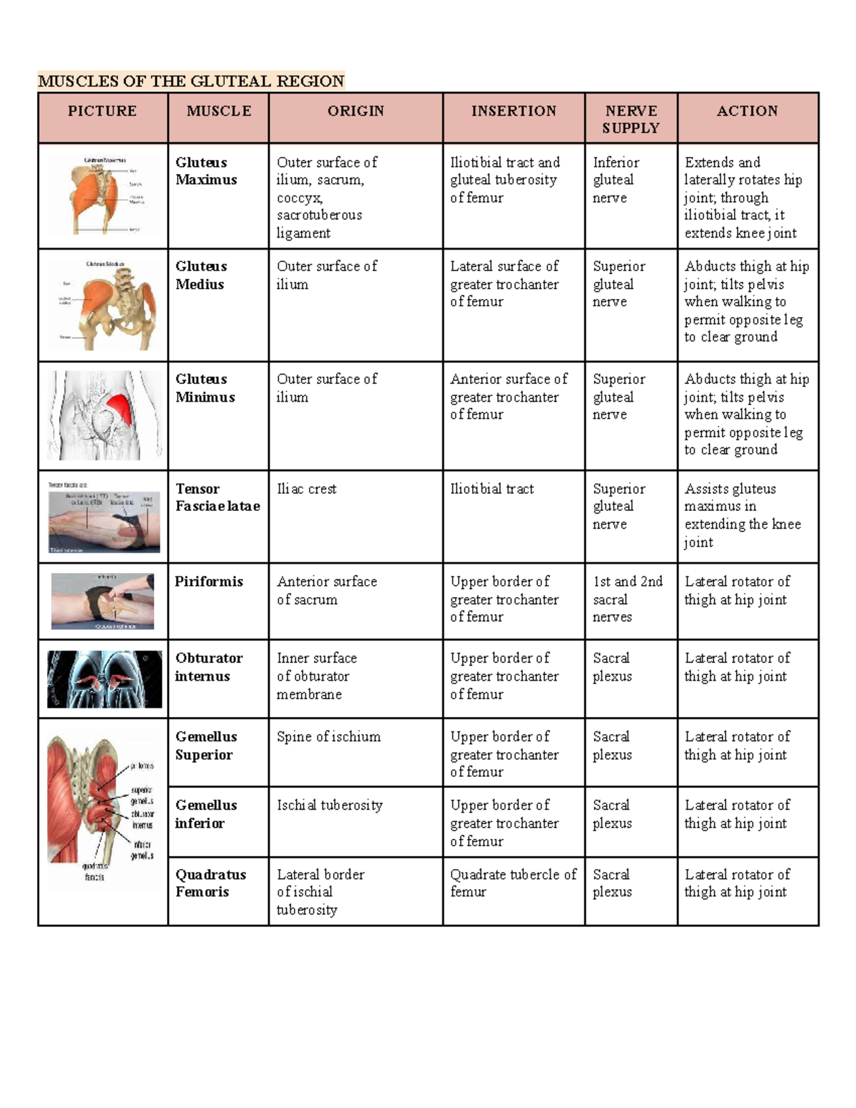 LE- Muscles of the Gluteal Region and Thigh Compartments - Studocu