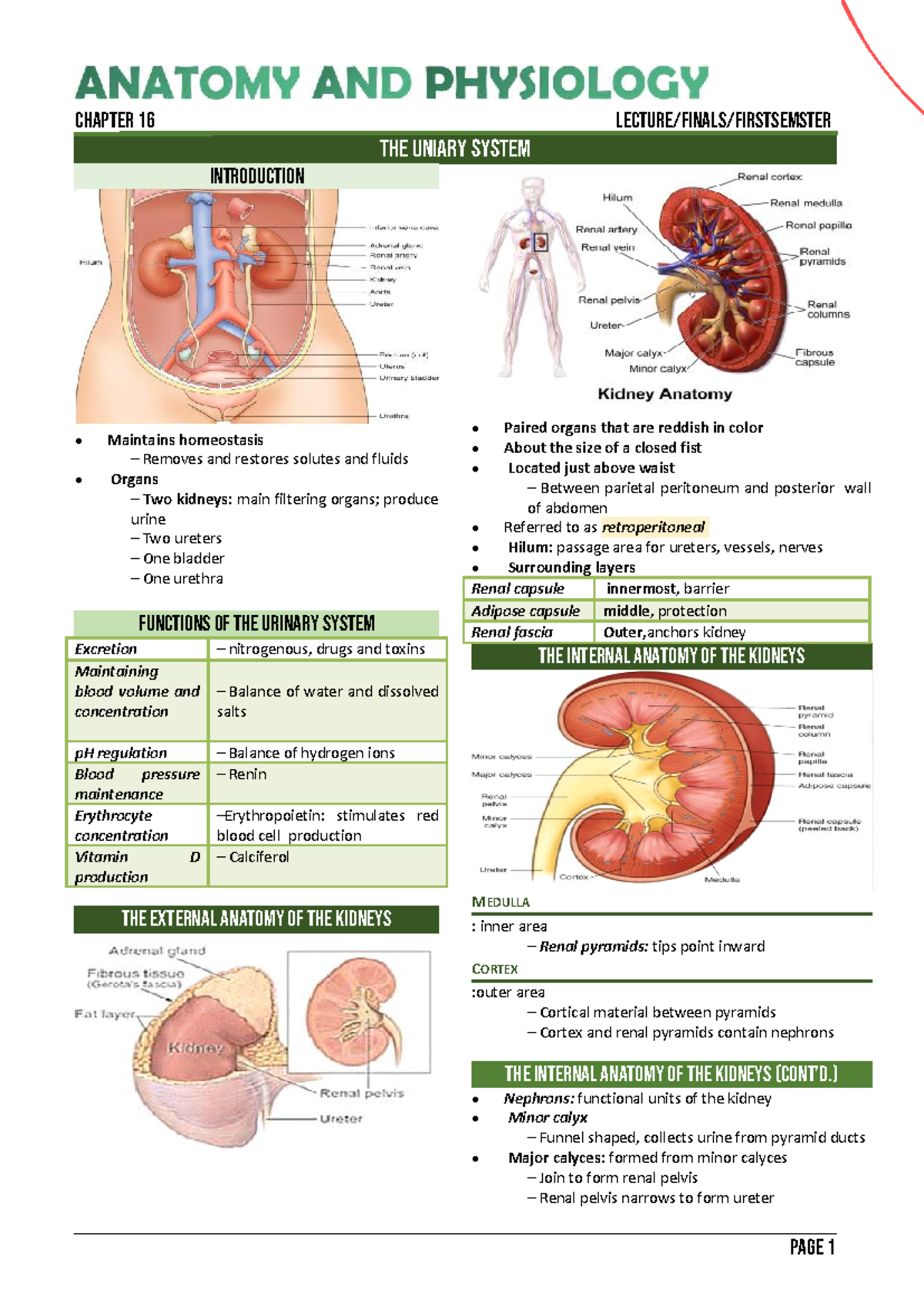 WEEK 16 THE URINARY SYSTEM: Anatomy, Physiology, and Homeostasis - Studocu