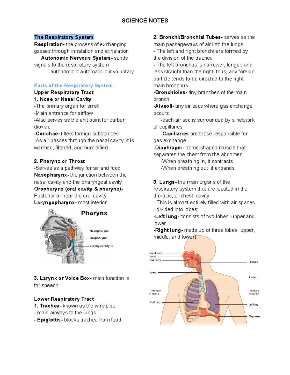 SCIENCE GRADE 9: RESPIRATORY & CIRCULATORY SYSTEM NOTES - Studocu