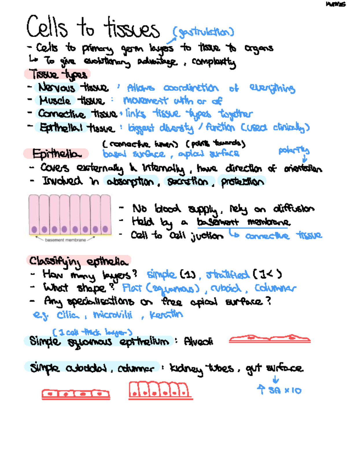 Cells to Tissues: Understanding Epithelial and Connective Types - Studocu