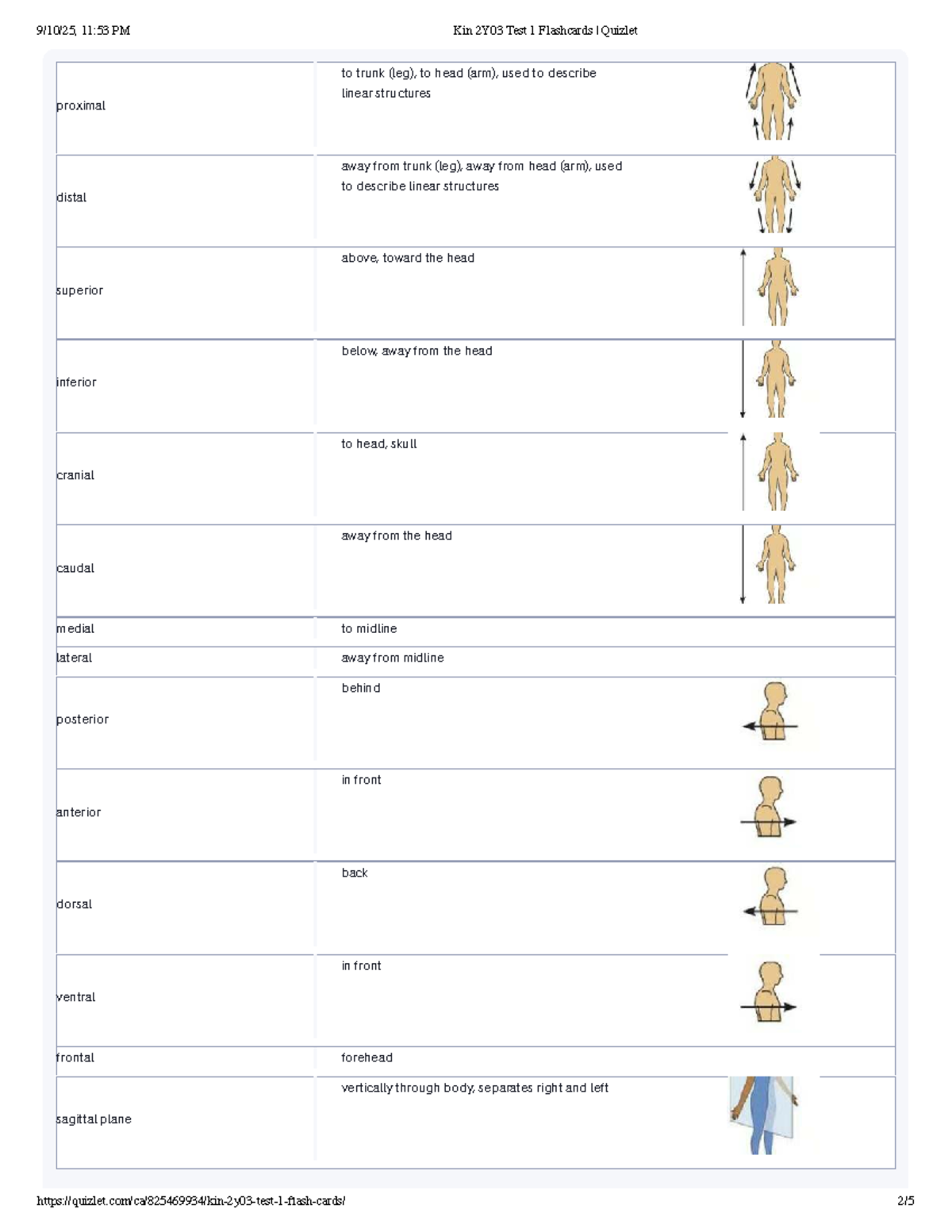 Kin 2Y03 Test 1 Anatomy Flashcards: Key Terms & Concepts - Studocu
