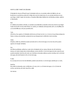 Morfología DEL Mango - MORFOLOGÍA DEL MANGO RAÍZ El mango tiene una ...