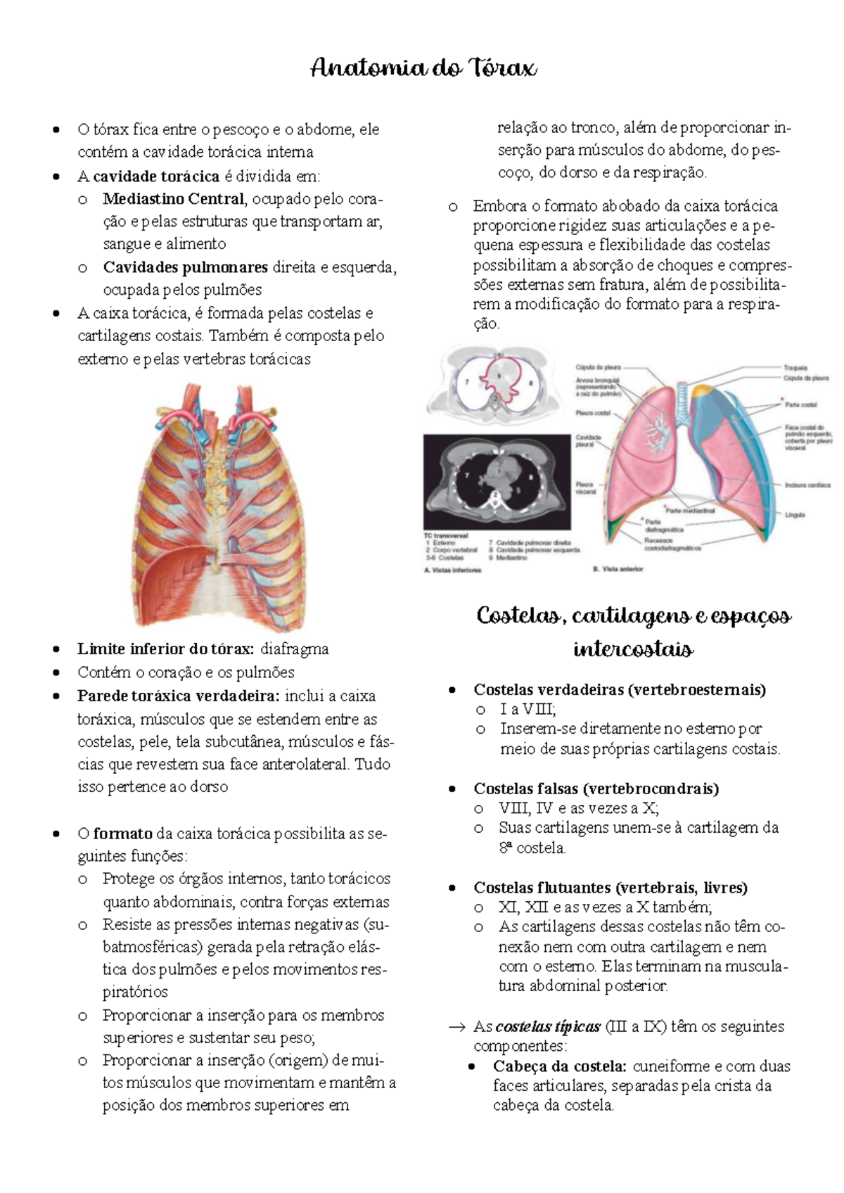Anatomia do Tórax: Estruturas e Funções Essenciais - Studocu