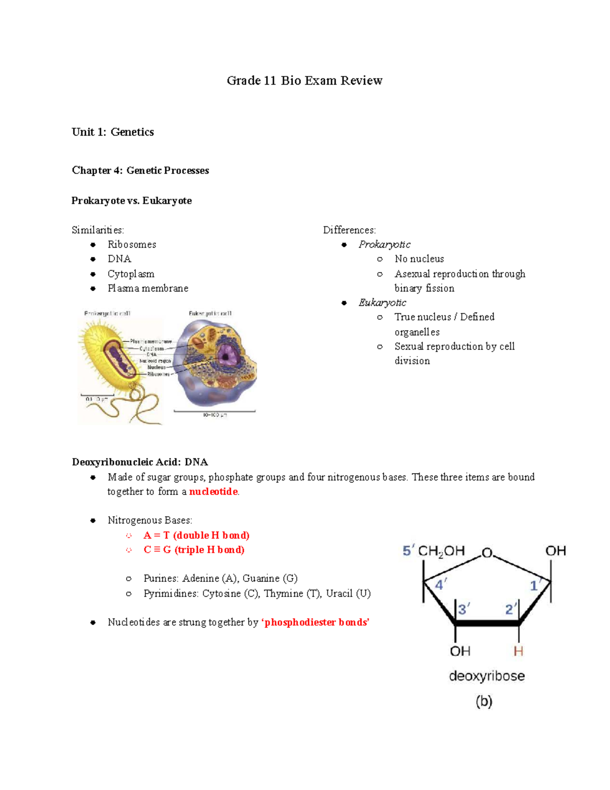 Grade 11 Bio Exam Review: Genetics & Cell Division Concepts - Studocu