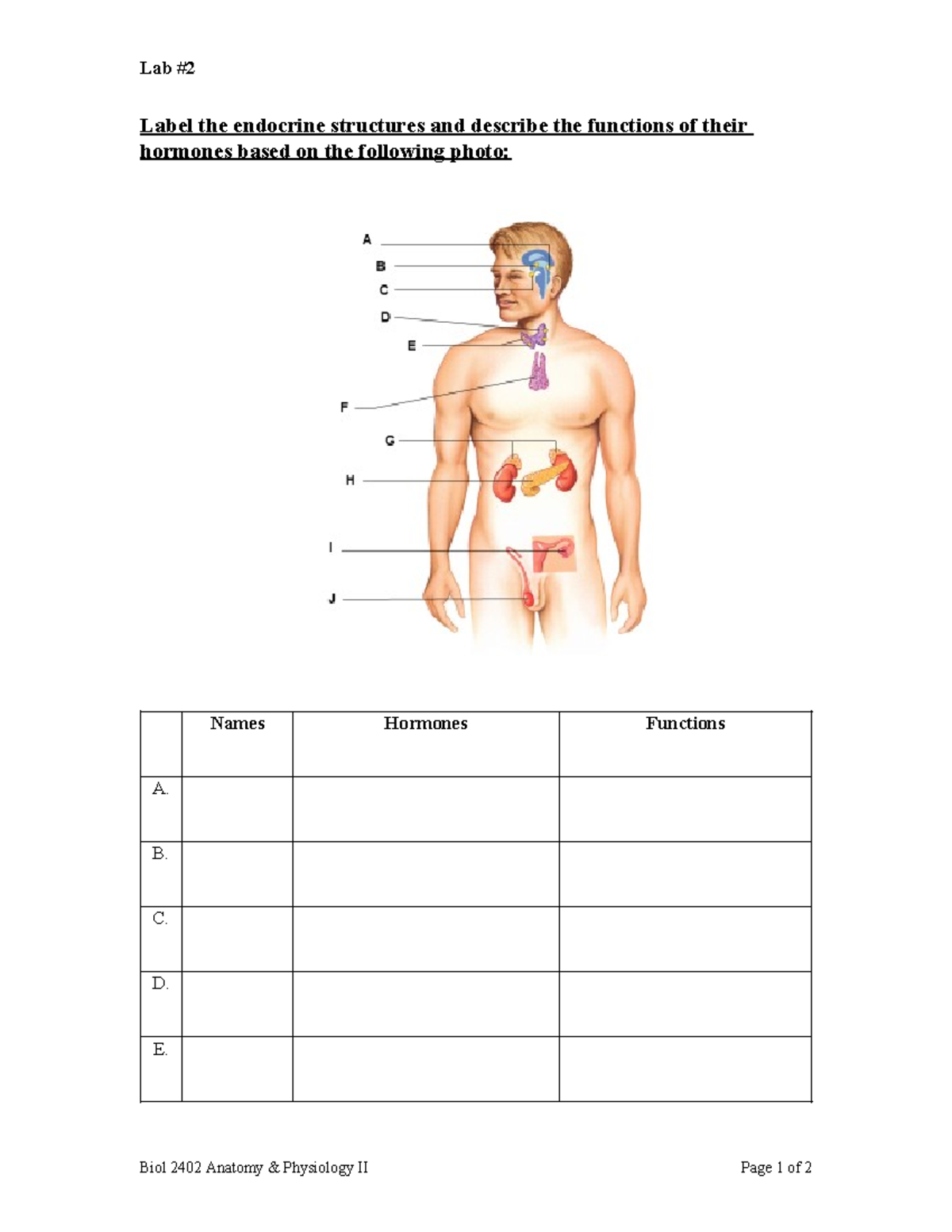 02 Endocrine Glands Labeling - BIOB 101 - Lab Label the endocrine ...