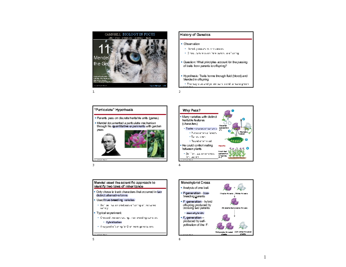Mendelian Genetics: Understanding Inheritance Patterns and Concepts - CAMPBELL BIOLOGY IN FOCUS ...