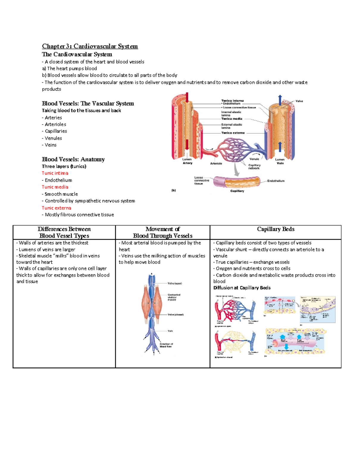 Chapter 3: Cardiovascular System Overview and Key Concepts - Studocu