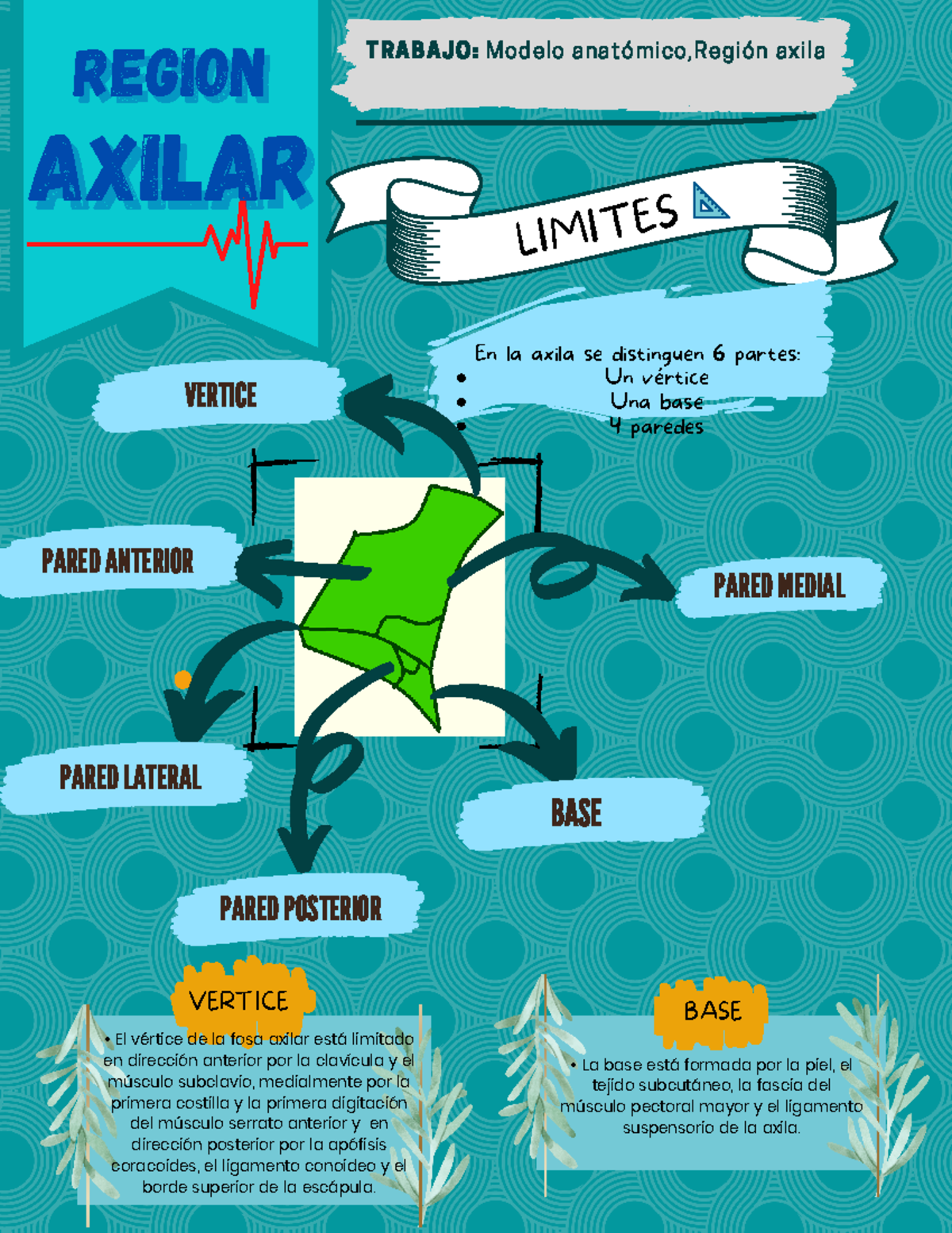 Región Axilar sus limites, contenido - Un vértice Una base 4 paredes En ...