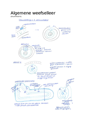 Epitheelweefsel - 2 kanten - Apicaal: bovenkant - Basaal: onderkant ...